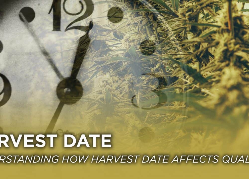 Outdoor vs. Indoor: Cannabis 101 - Agate Dreams